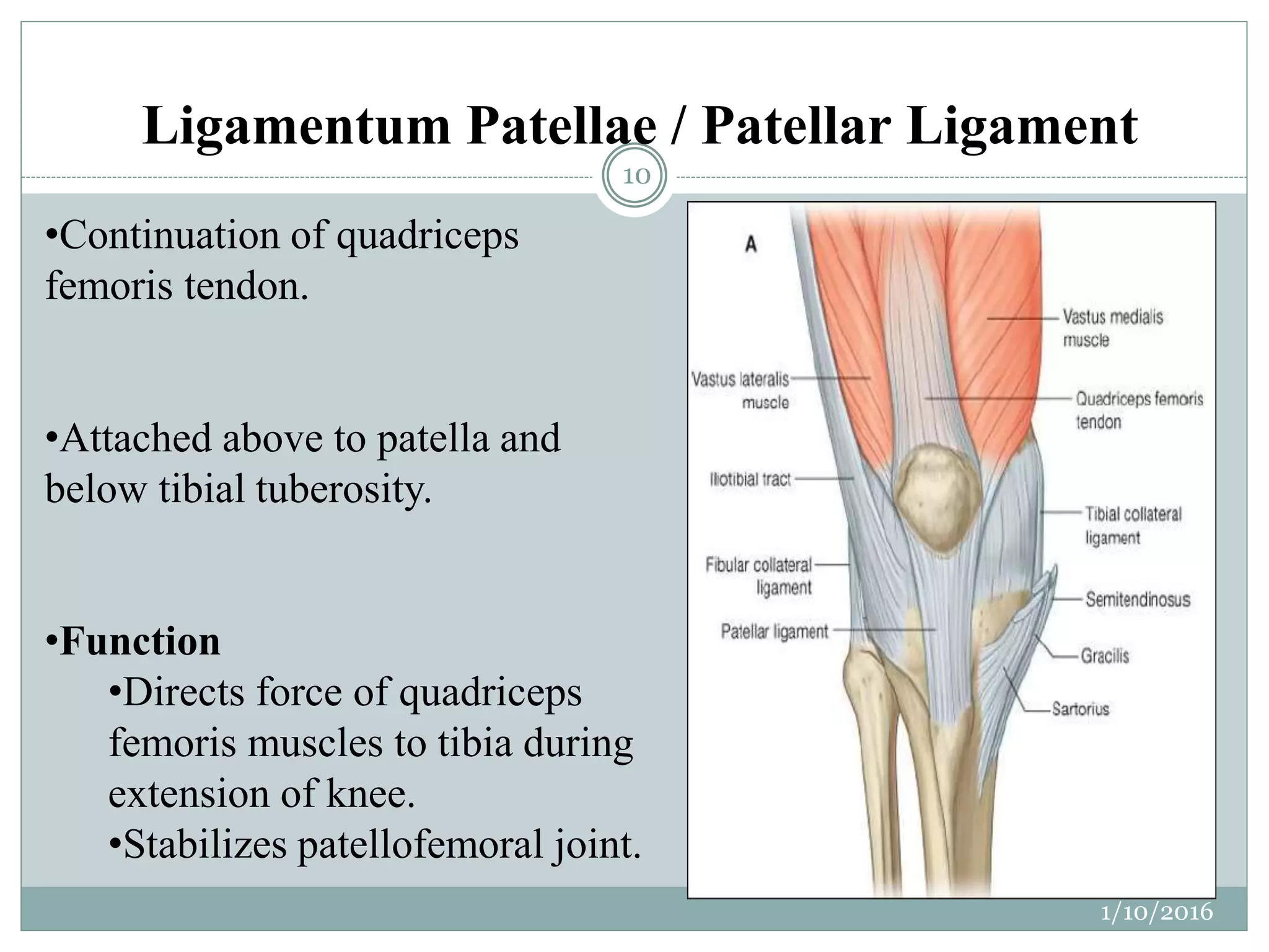 Surgical anatomy of knee joint | PPTX