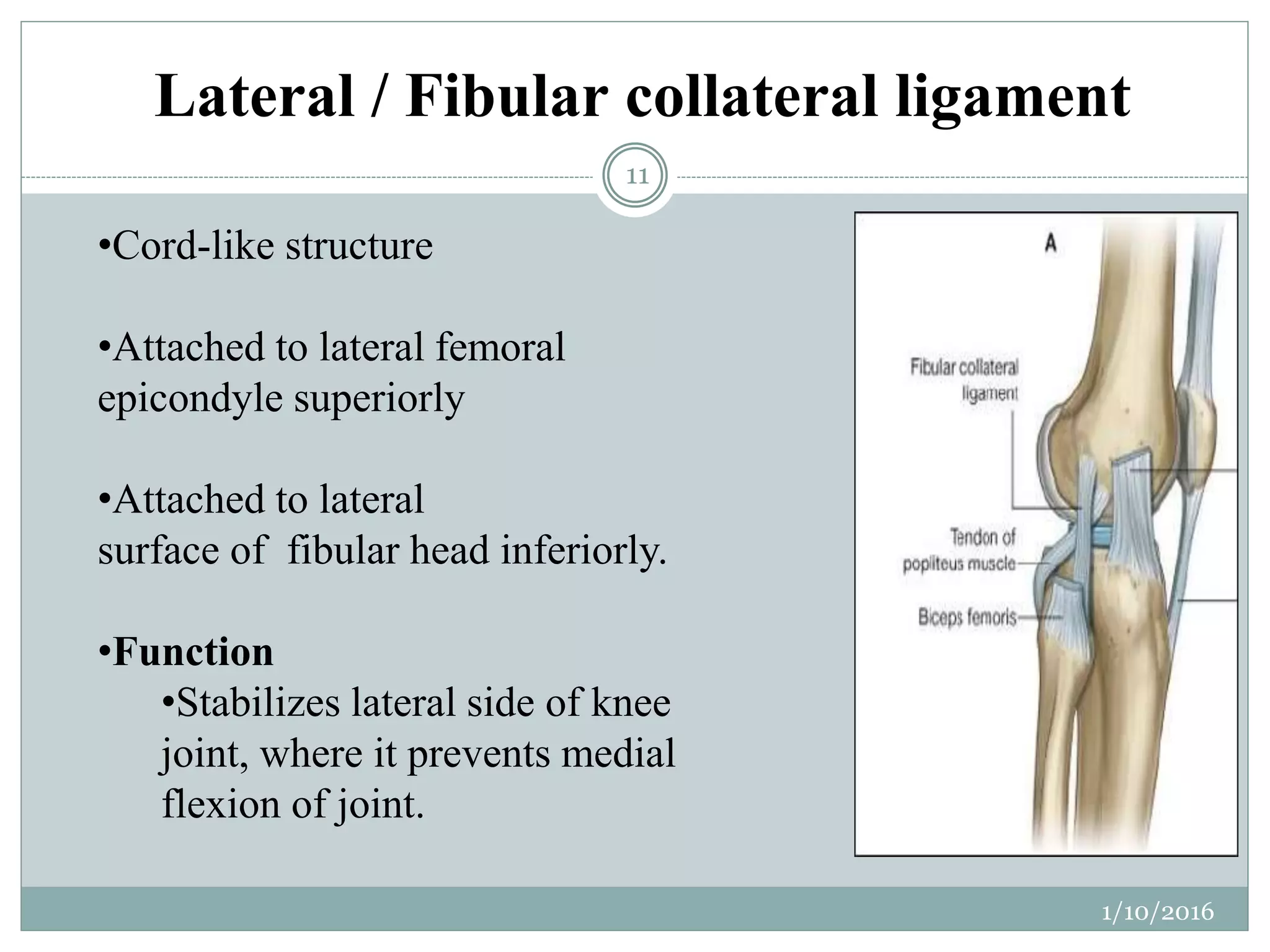 Surgical anatomy of knee joint | PPTX