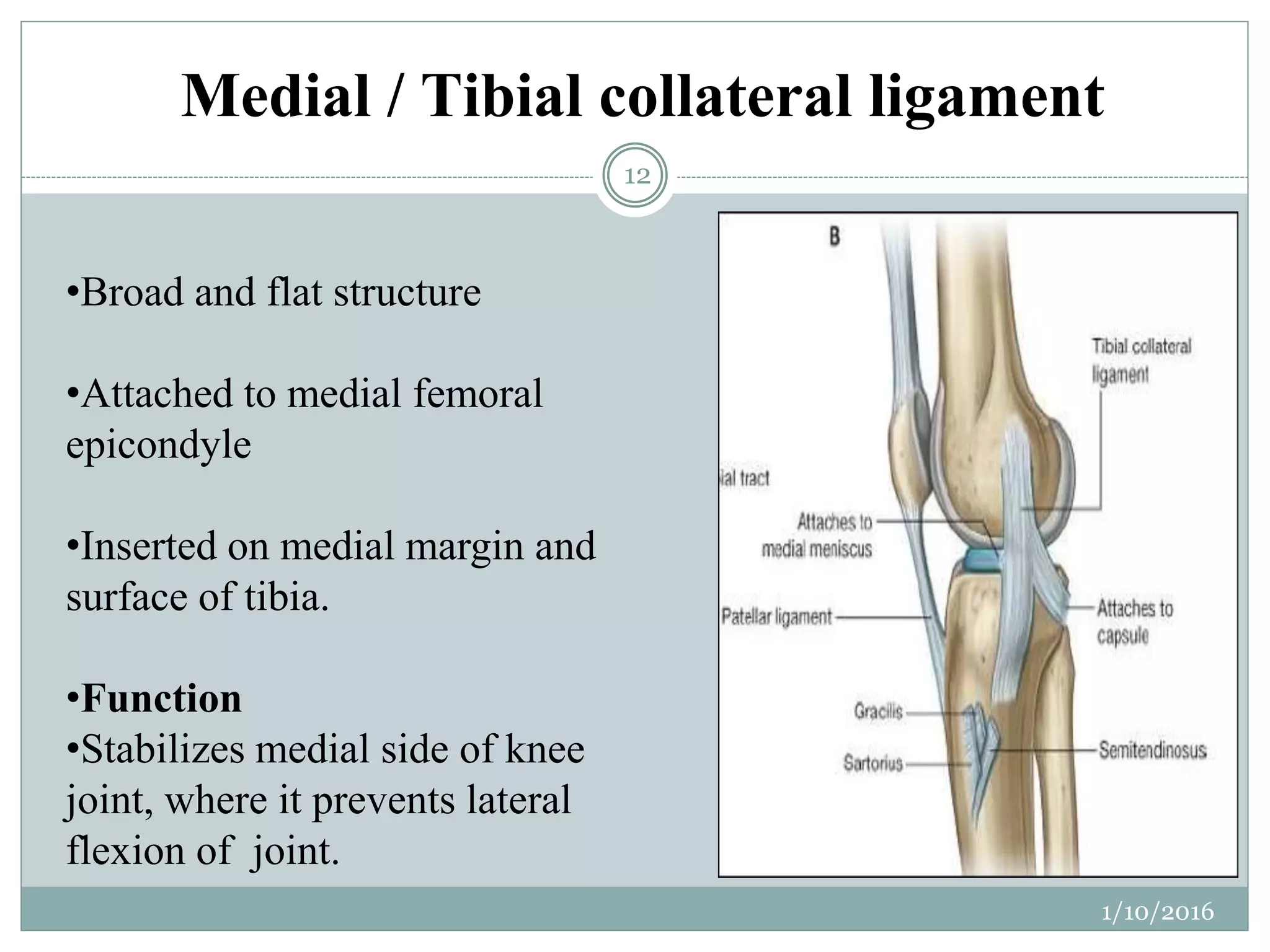 Surgical anatomy of knee joint | PPTX