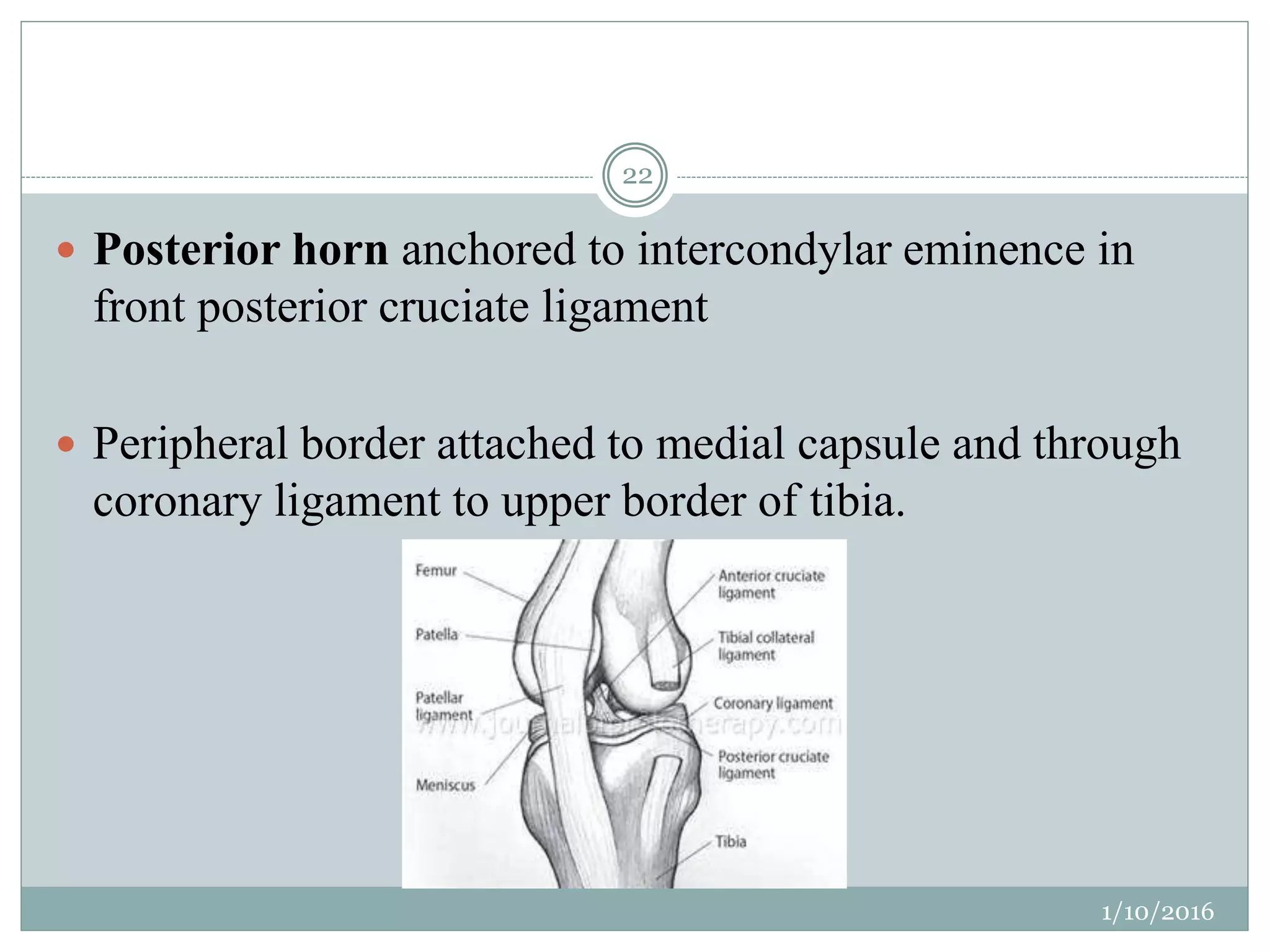 Surgical anatomy of knee joint | PPTX