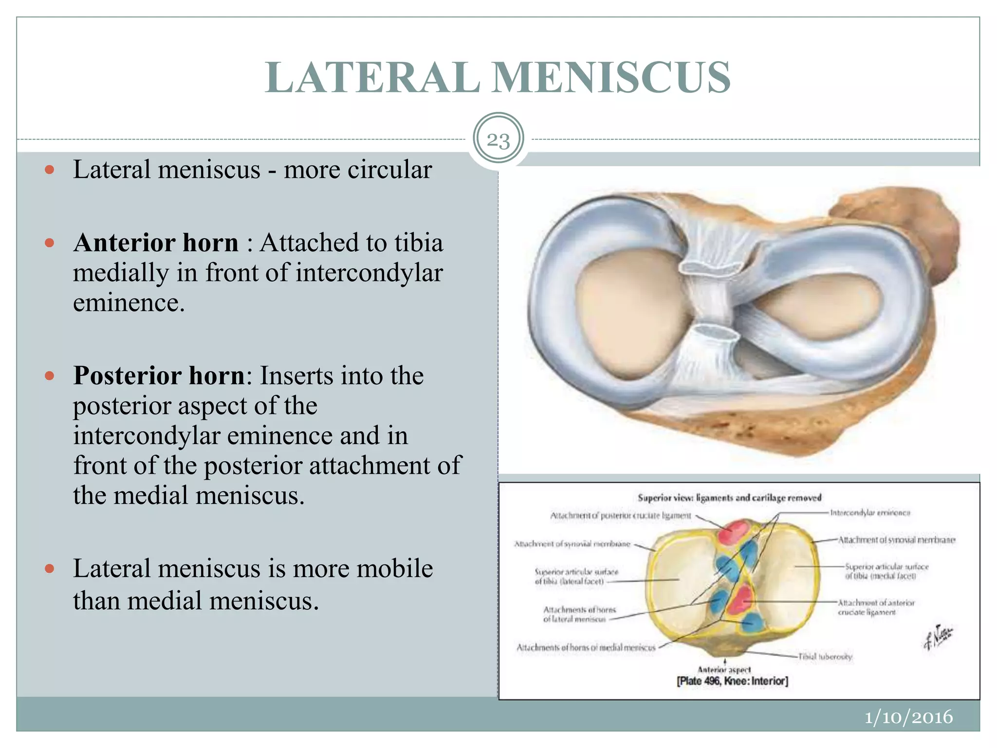 Surgical anatomy of knee joint | PPTX