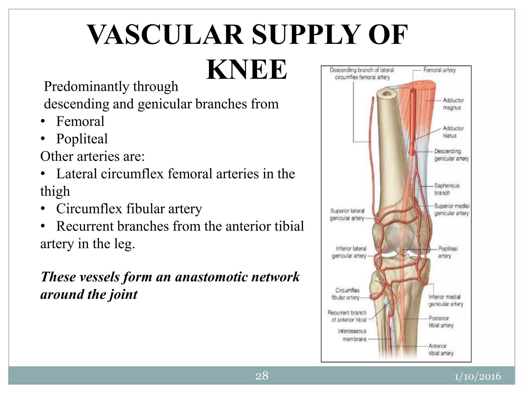 Surgical anatomy of knee joint | PPTX