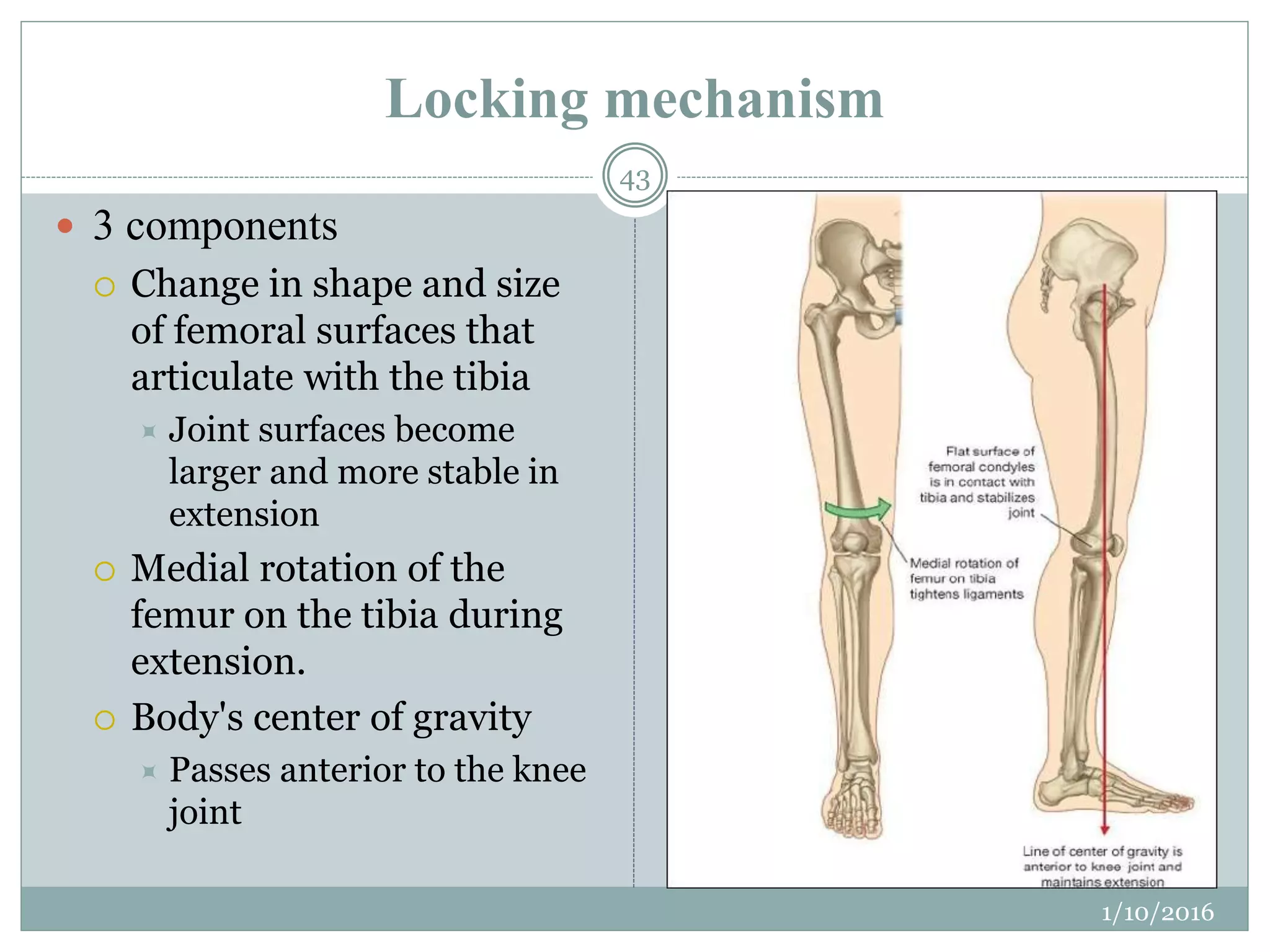 Surgical anatomy of knee joint | PPTX