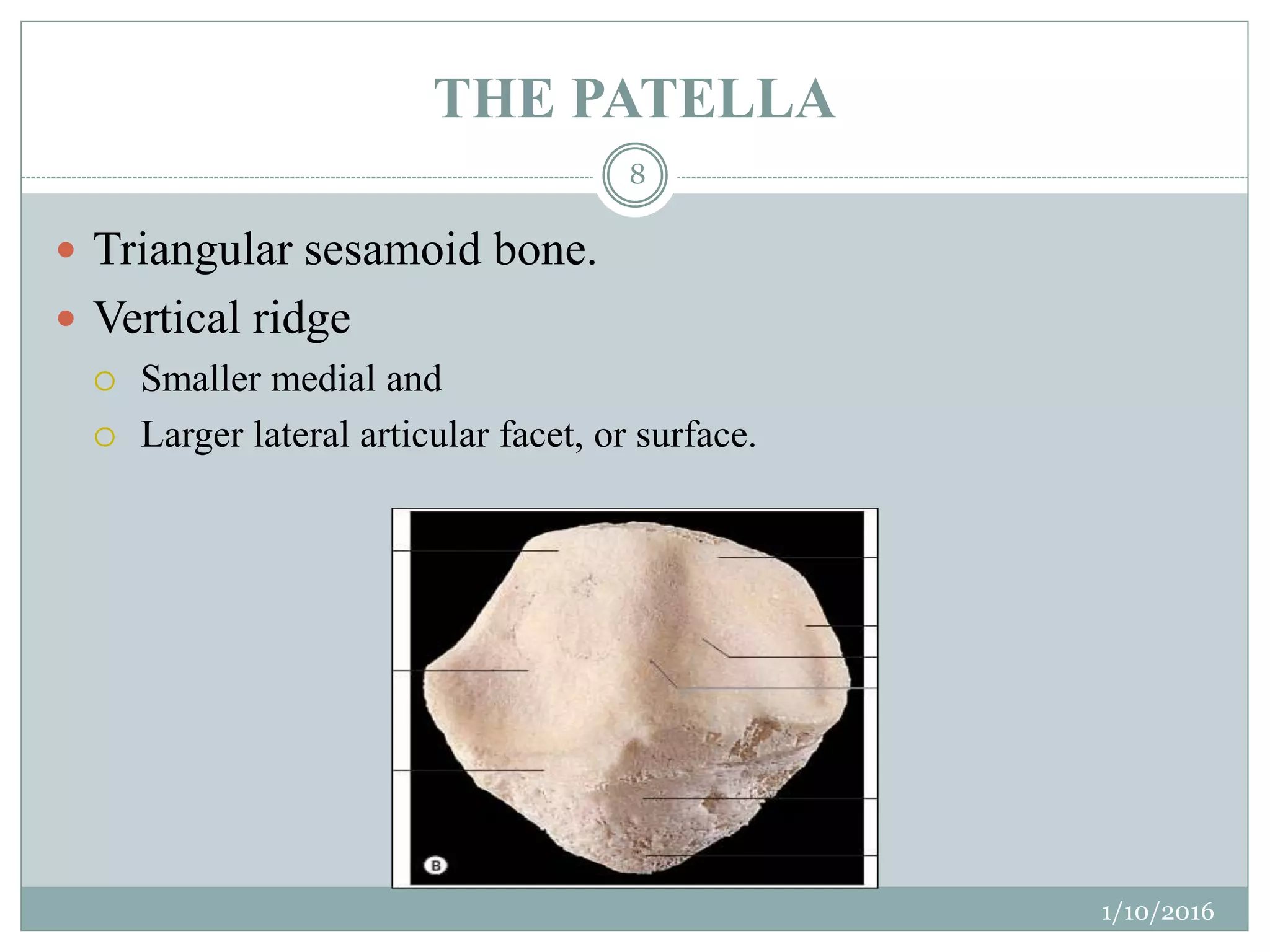 Surgical anatomy of knee joint | PPTX
