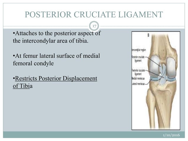 Surgical anatomy of knee joint | PPTX