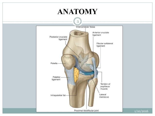 Surgical anatomy of knee joint | PPTX