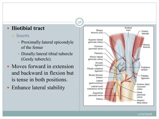 Surgical anatomy of knee joint | PPTX