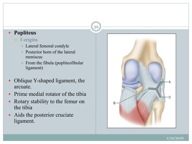 Surgical anatomy of knee joint | PPTX