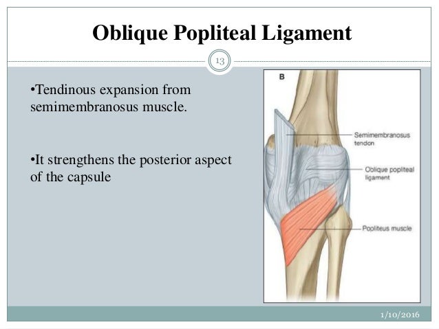 Surgical anatomy of knee joint