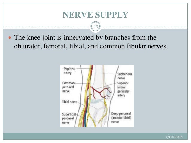 Knee Nerve Anatomy