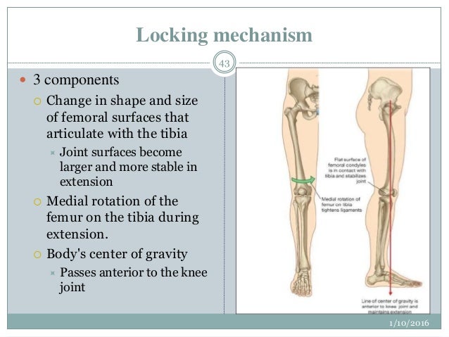 Surgical anatomy of knee joint