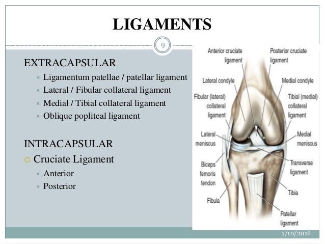 Surgical anatomy of knee joint