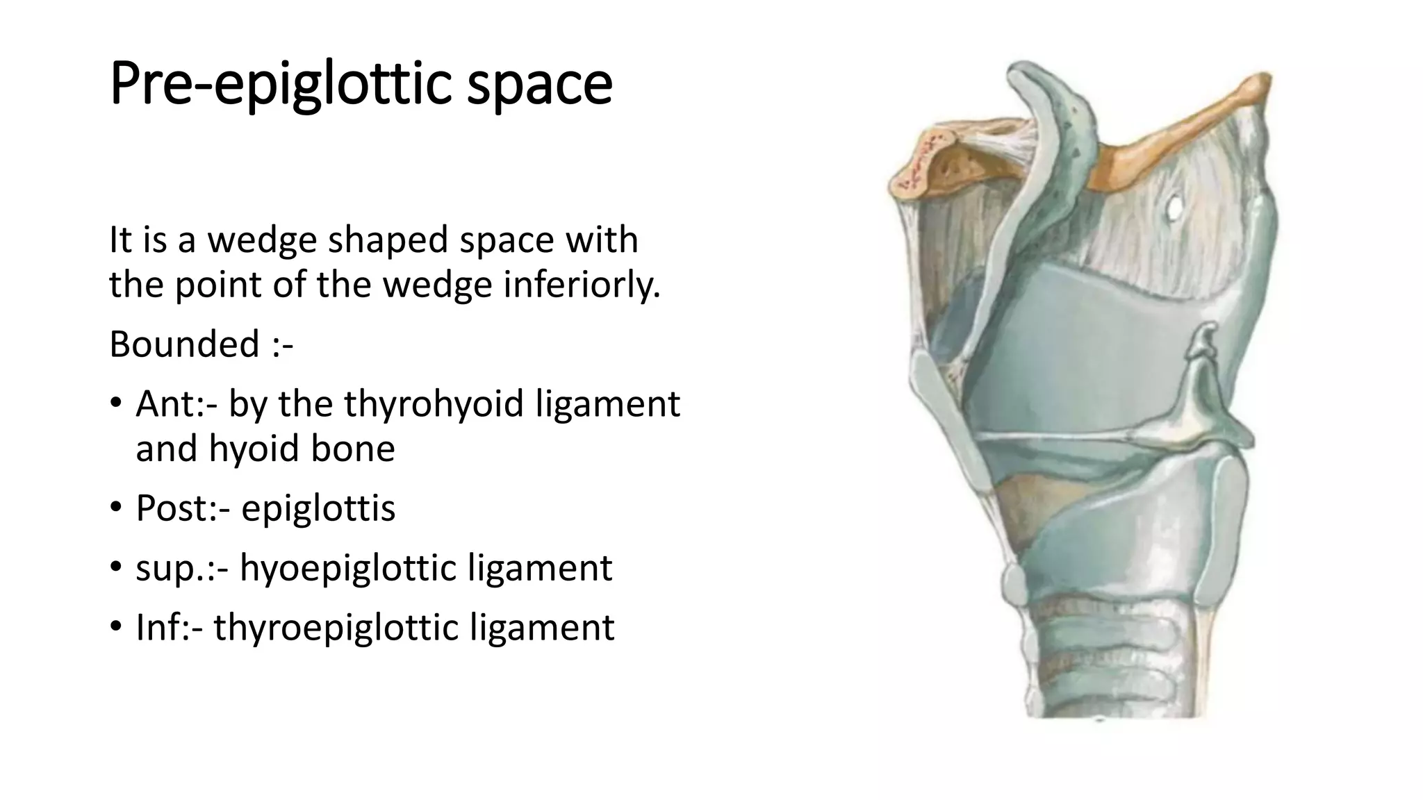 Surgical Anatomy of larynx.pptx