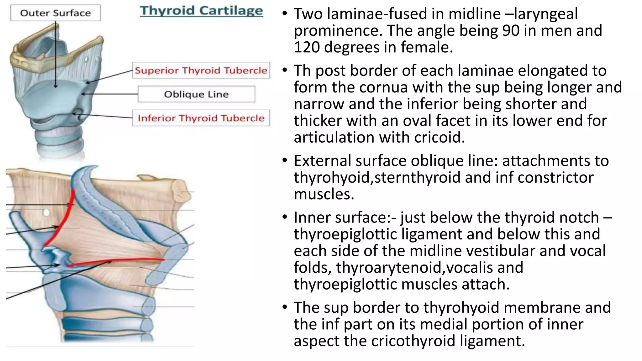 Surgical Anatomy of larynx.pptx