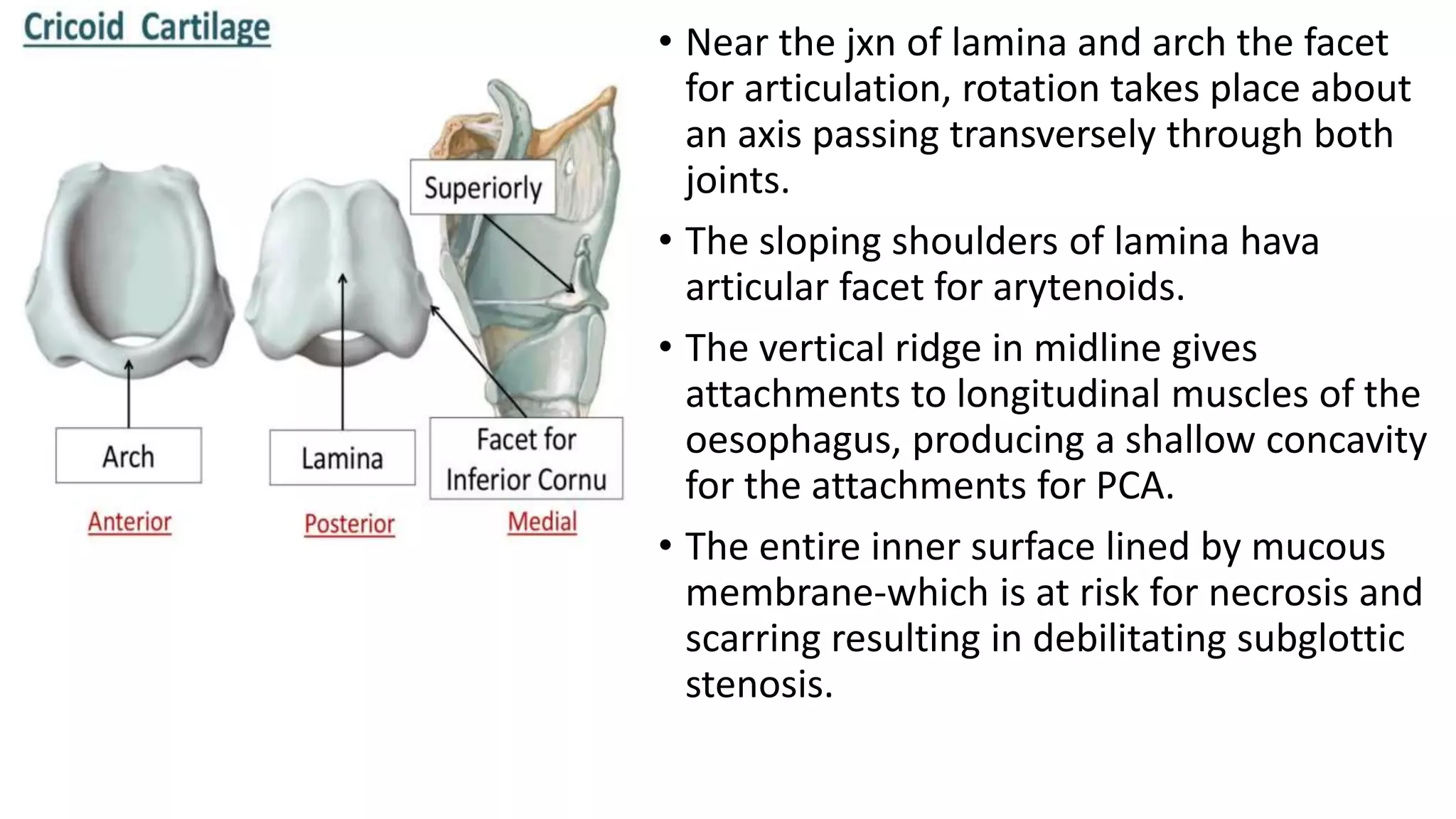 Surgical Anatomy of larynx.pptx