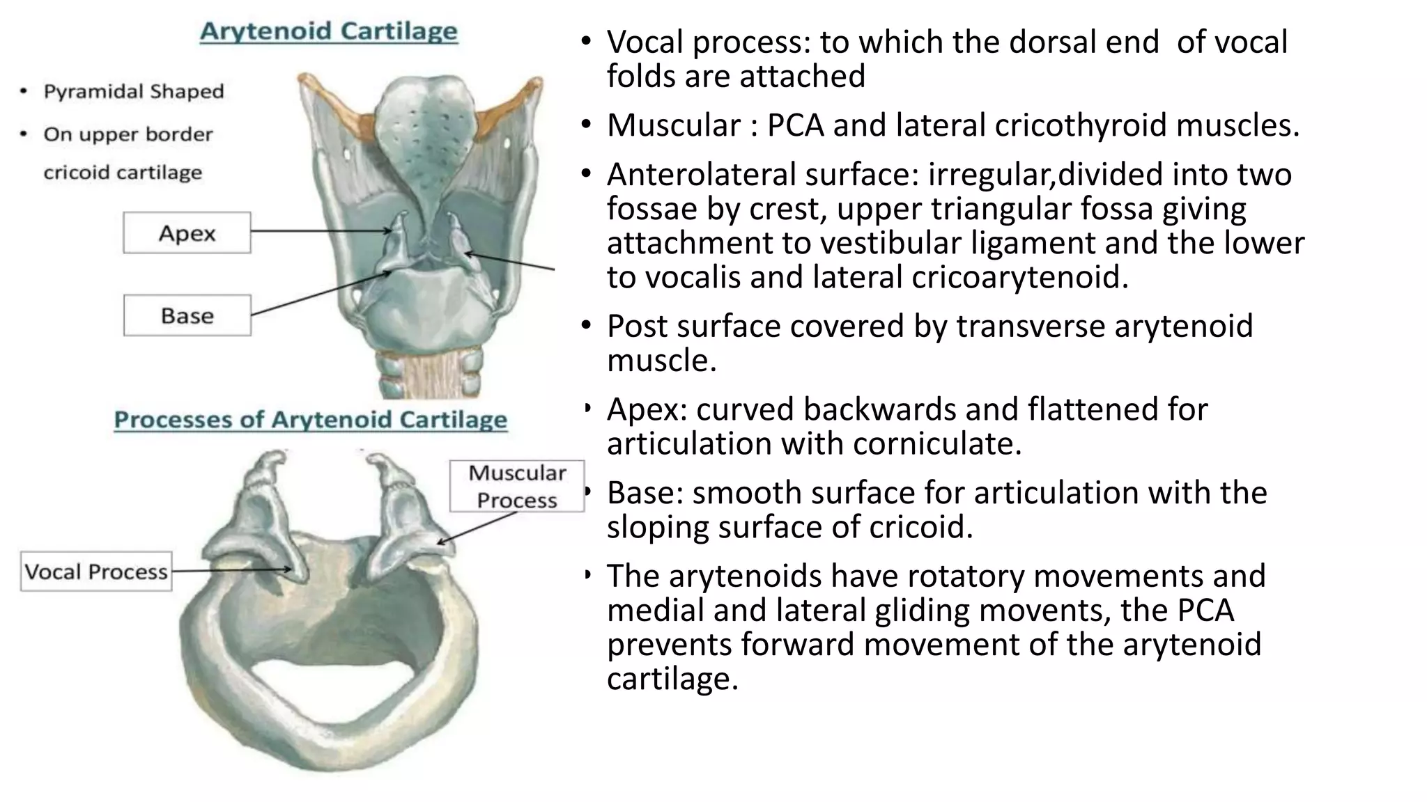 Surgical Anatomy of larynx.pptx