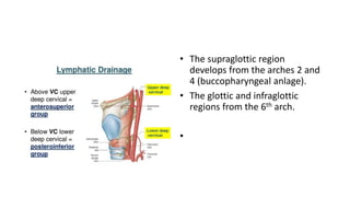 Surgical Anatomy of larynx.pptx