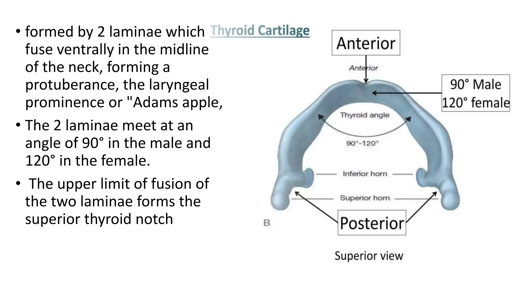 SURGICAL ANATOMY OF LARYNX.pptx by Dr Laraib | PPTX