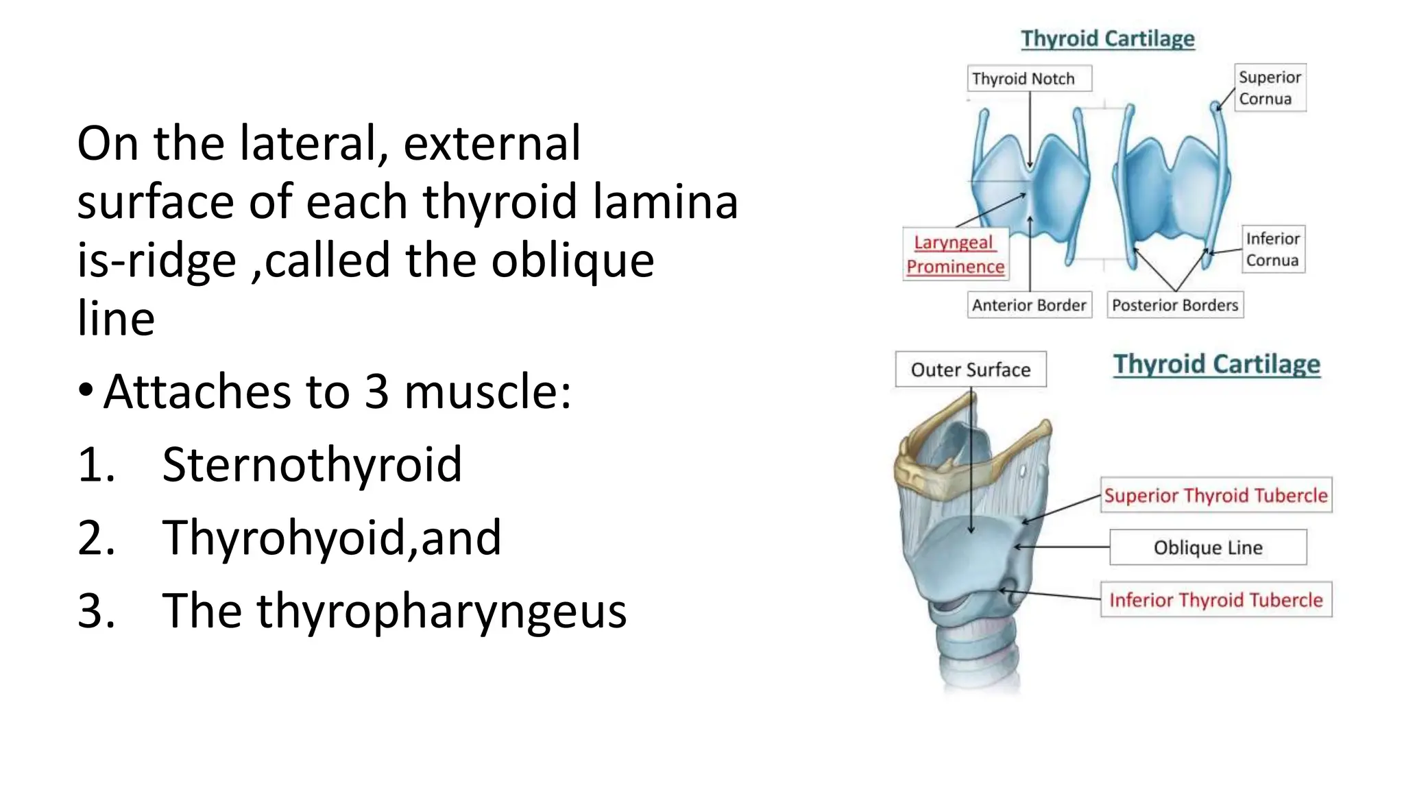 SURGICAL ANATOMY OF LARYNX.pptx by Dr Laraib | PPTX