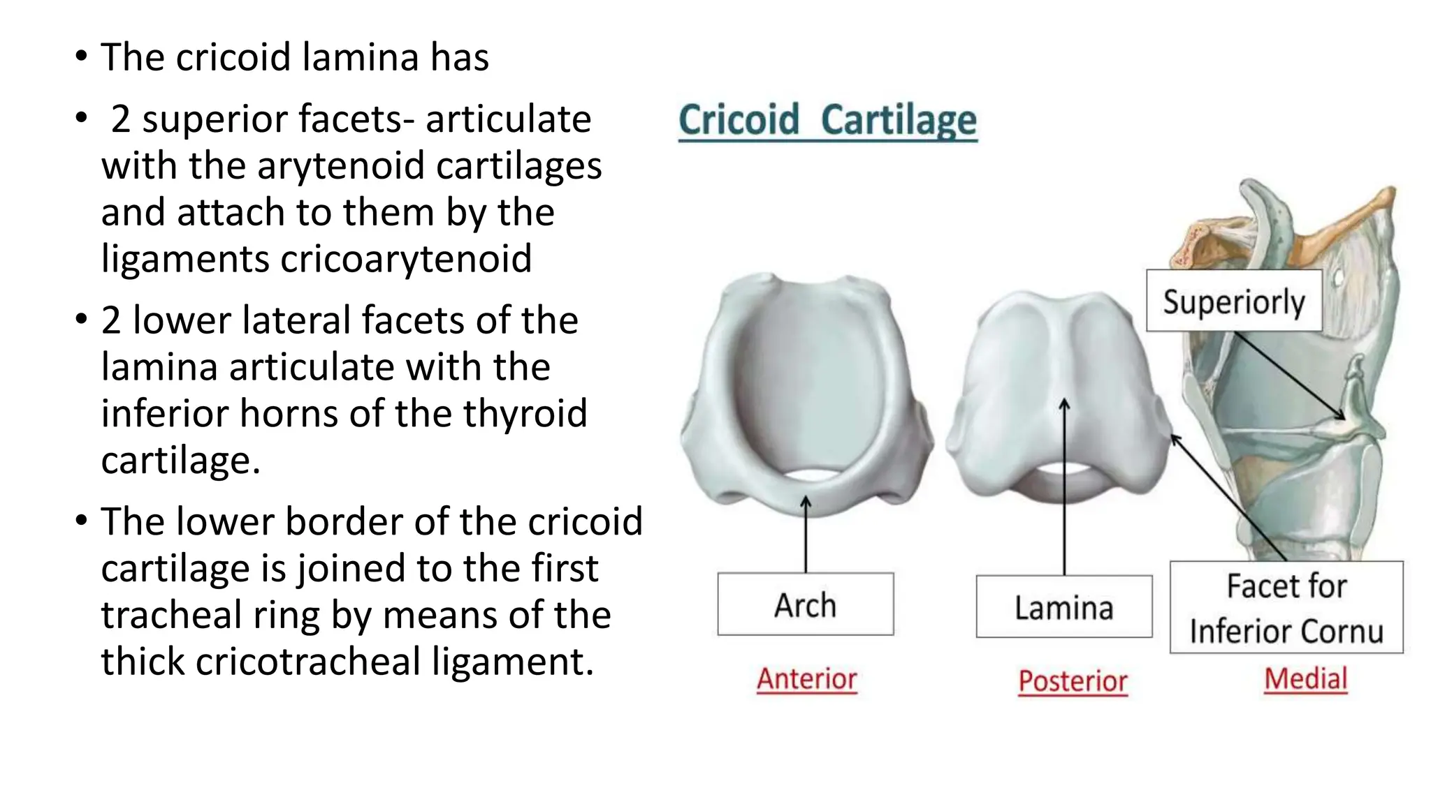 SURGICAL ANATOMY OF LARYNX.pptx by Dr Laraib | PPTX