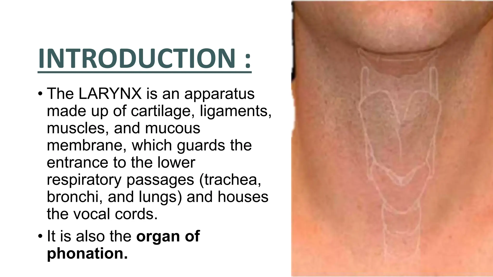 SURGICAL ANATOMY OF LARYNX.pptx by Dr Laraib | PPTX