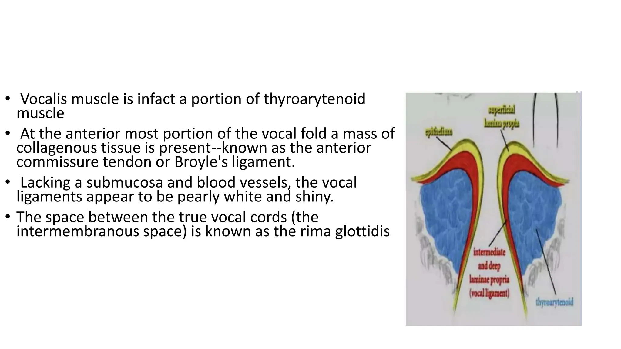 SURGICAL ANATOMY OF LARYNX.pptx by Dr Laraib | PPTX