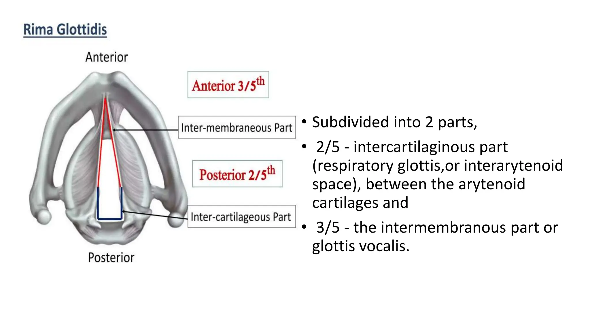 SURGICAL ANATOMY OF LARYNX.pptx by Dr Laraib | PPTX