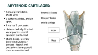 SURGICAL ANATOMY OF LARYNX.pptx by Dr Laraib | PPTX