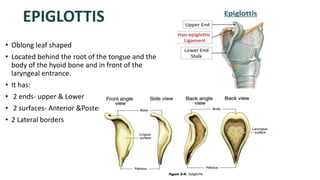 SURGICAL ANATOMY OF LARYNX.pptx by Dr Laraib | PPTX