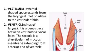 SURGICAL ANATOMY OF LARYNX.pptx by Dr Laraib | PPTX