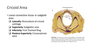 Surgical Anatomy of Larynx(1).pdf by dr arfa | PPT