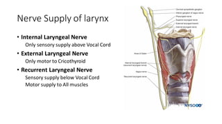 Surgical Anatomy of Larynx(1).pdf by dr arfa | PDF