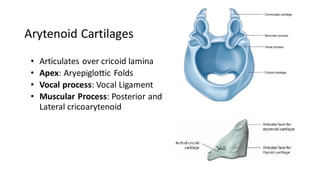 Surgical Anatomy of Larynx(1).pdf by dr arfa | PPT