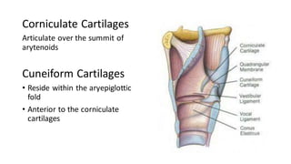 Surgical Anatomy of Larynx(1).pdf by dr arfa | PPT