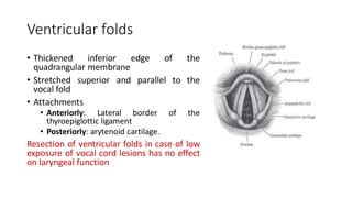 Surgical Anatomy of Larynx(1).pdf by dr arfa | PDF