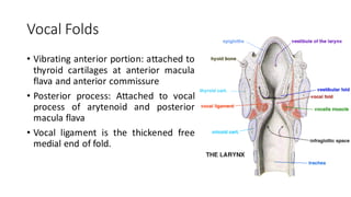 Surgical Anatomy of Larynx(1).pdf by dr arfa | PDF