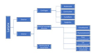 Surgical Anatomy of Larynx(1).pdf by dr arfa | PDF