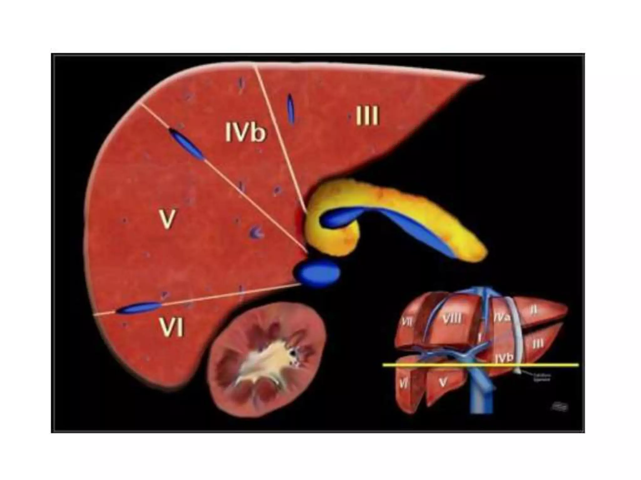 Surgical anatomy of liver | PPTX