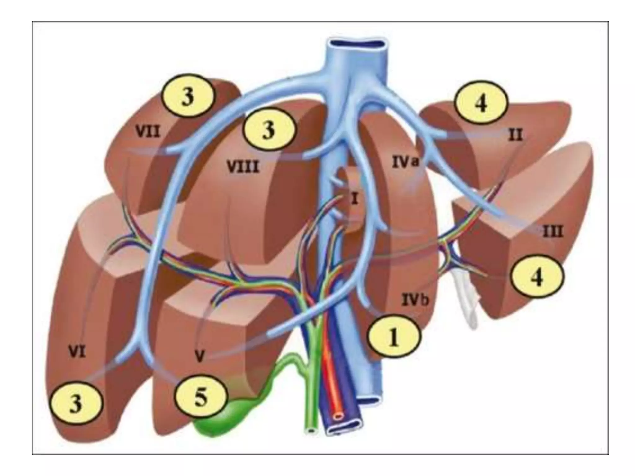 Surgical anatomy of liver | PPTX