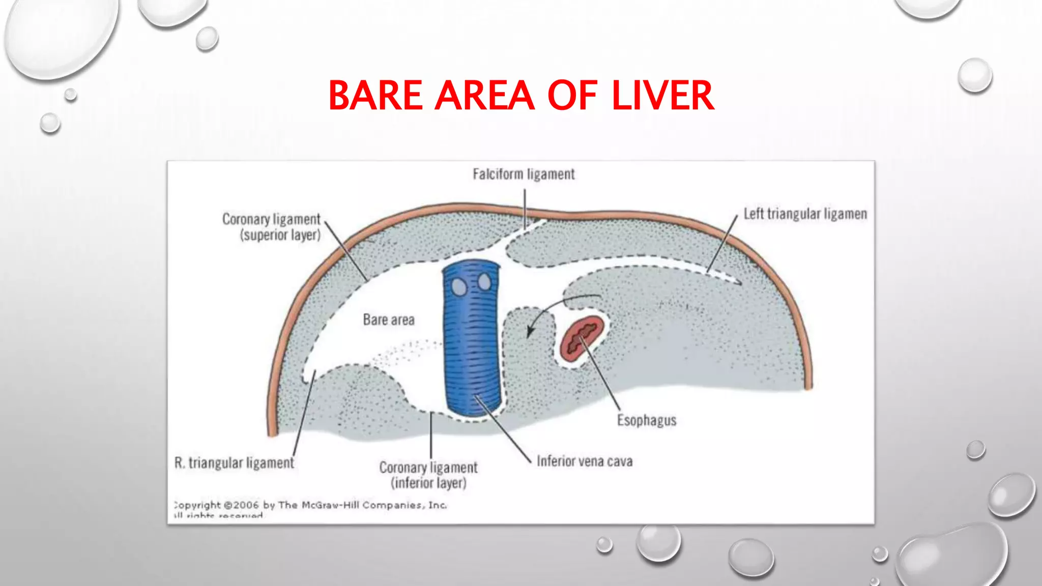 Surgical anatomy of liver | PPTX