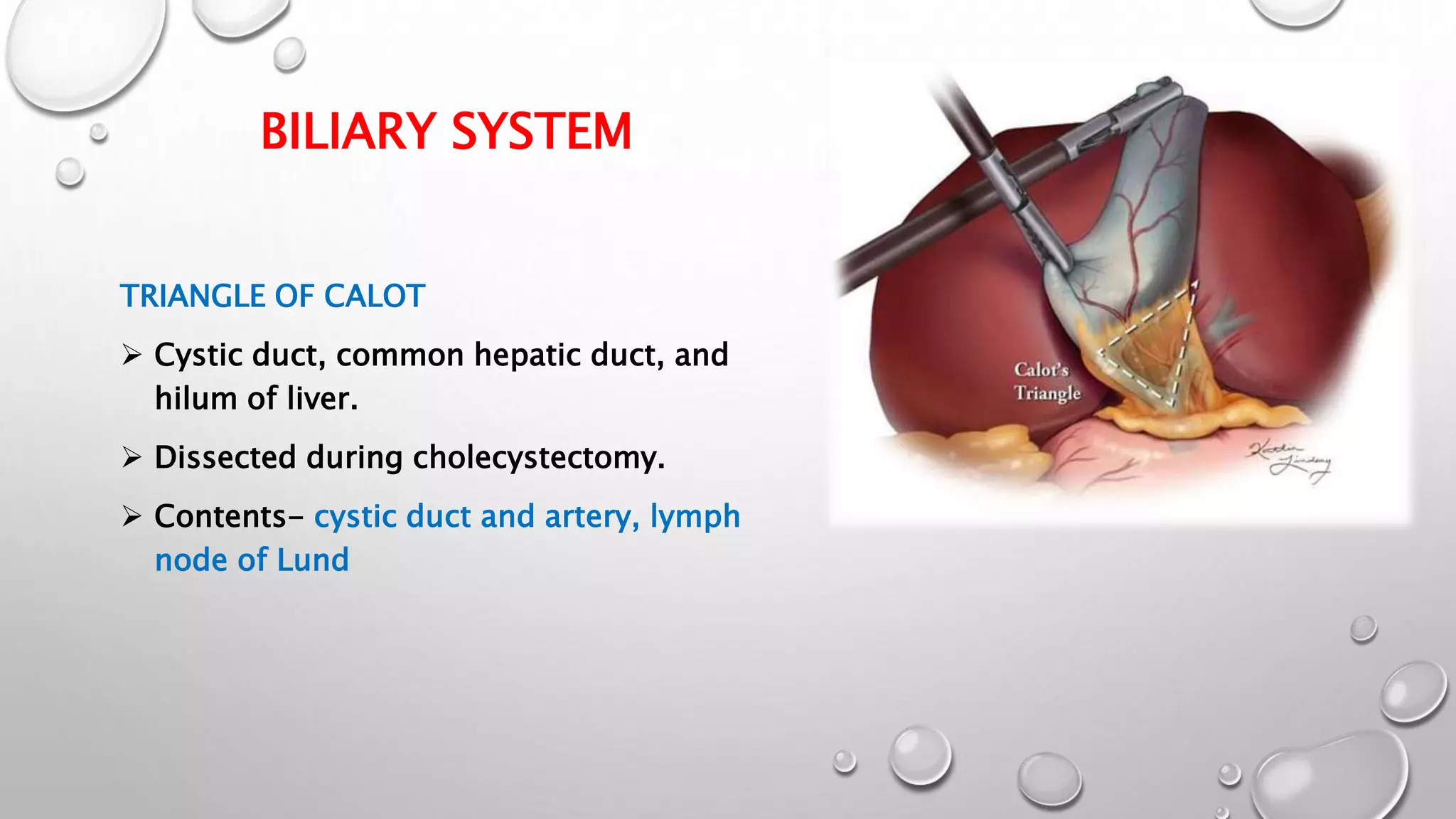 Surgical anatomy of liver | PPTX