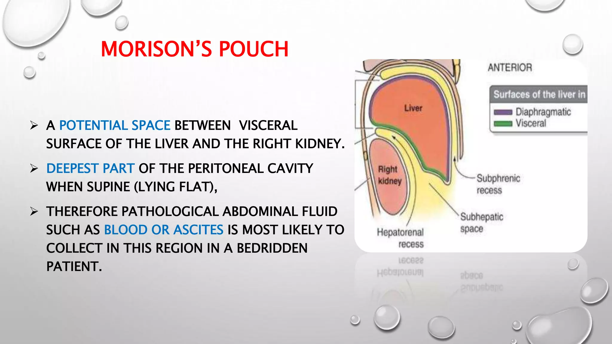 Surgical anatomy of liver | PPTX