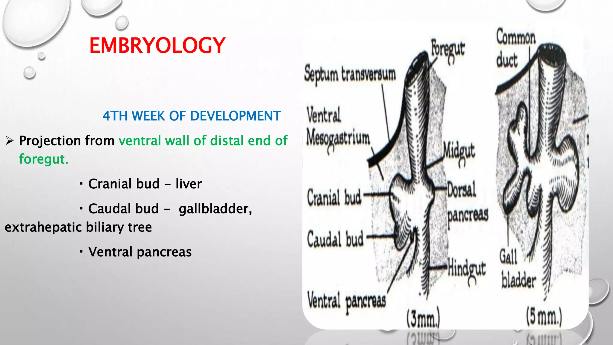 Surgical anatomy of liver | PPTX
