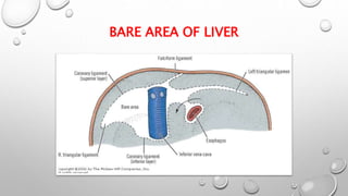 Surgical anatomy of liver | PPTX