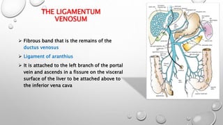 Surgical anatomy of liver | PPTX