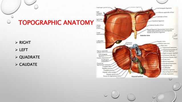 Surgical anatomy of liver | PPTX | Endocrine and Metabolic Diseases ...