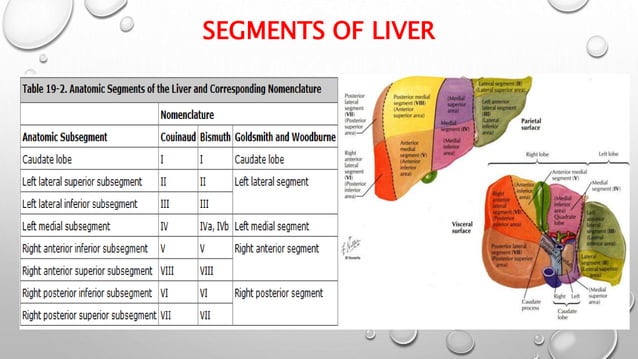 Surgical anatomy of liver | PPTX | Endocrine and Metabolic Diseases ...