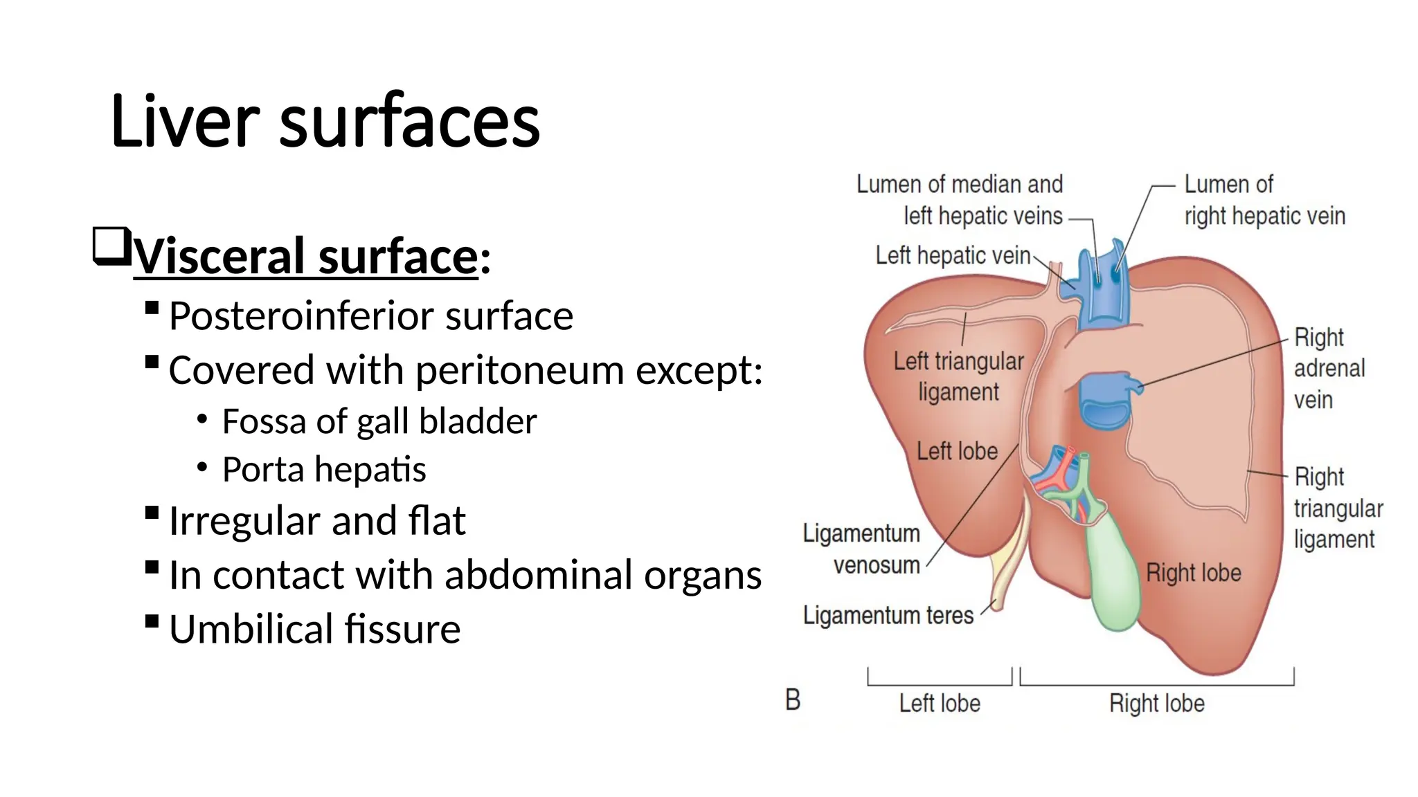 Surgical Anatomy of Liver in detail for undergraduate | PPTX