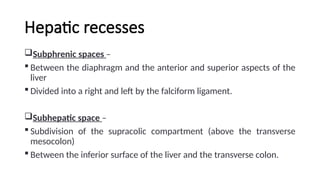 Surgical Anatomy of Liver in detail for undergraduate | PPTX