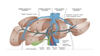 Surgical Anatomy of Liver in detail for undergraduate | PPTX